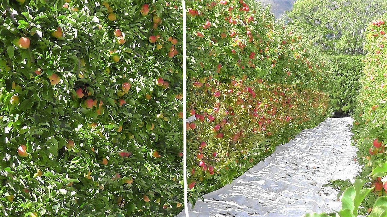 REDpulse pneumatische entblaetterung en | Agroselection